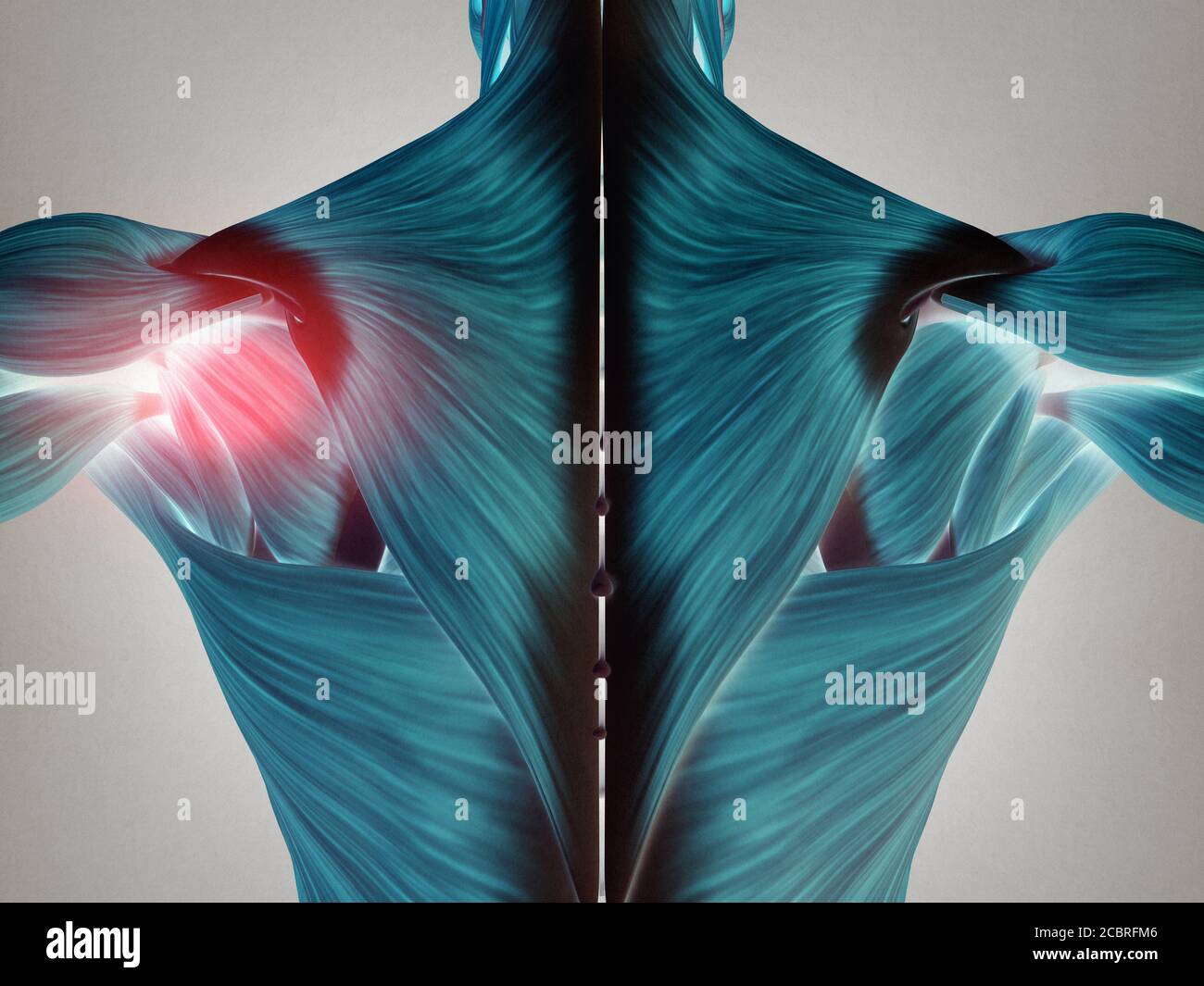 Human anatomy torso back muscles, pain left shoulder area. 3D ...
