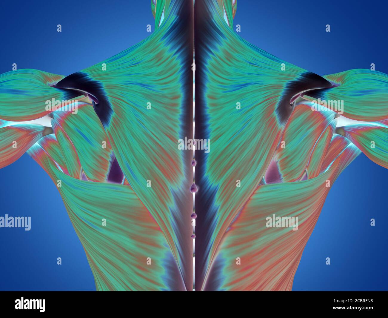 Human anatomy torso back muscles, pain left shoulder area. 3D ...