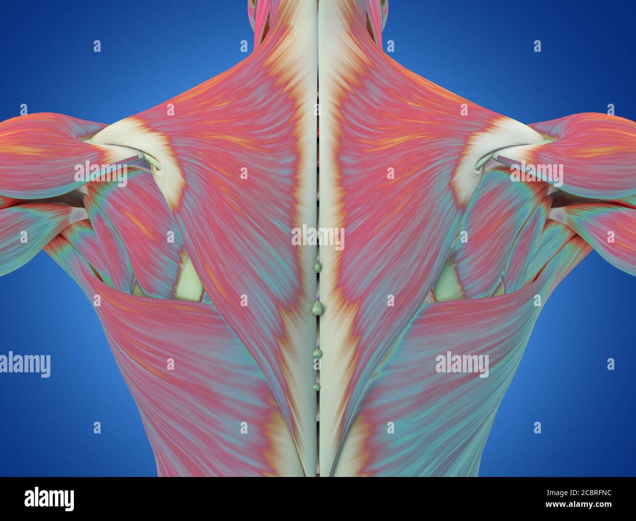 Human anatomy torso back muscles, pain left shoulder area. 3D ...