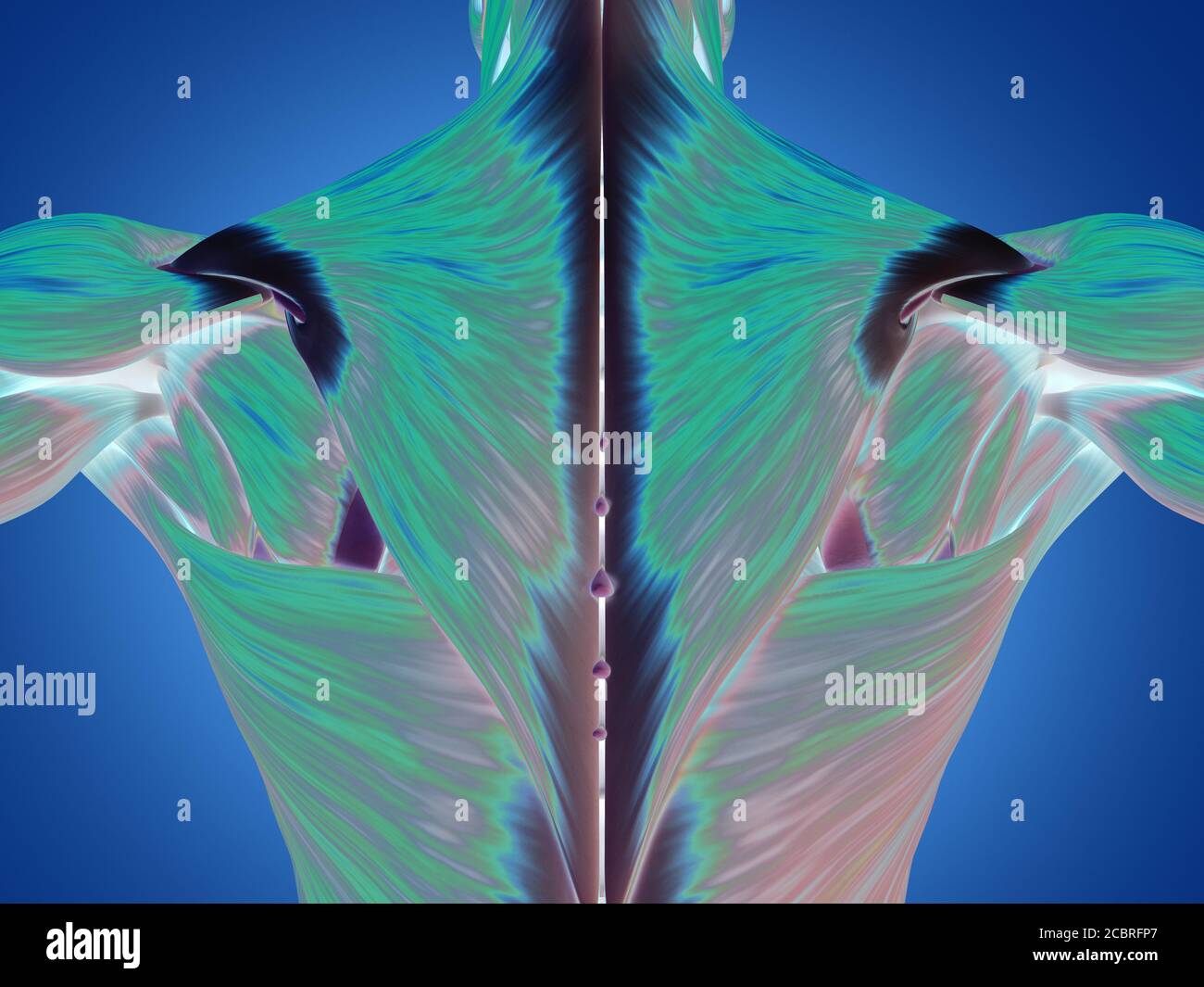 Human anatomy torso back muscles, pain left shoulder area. 3D ...