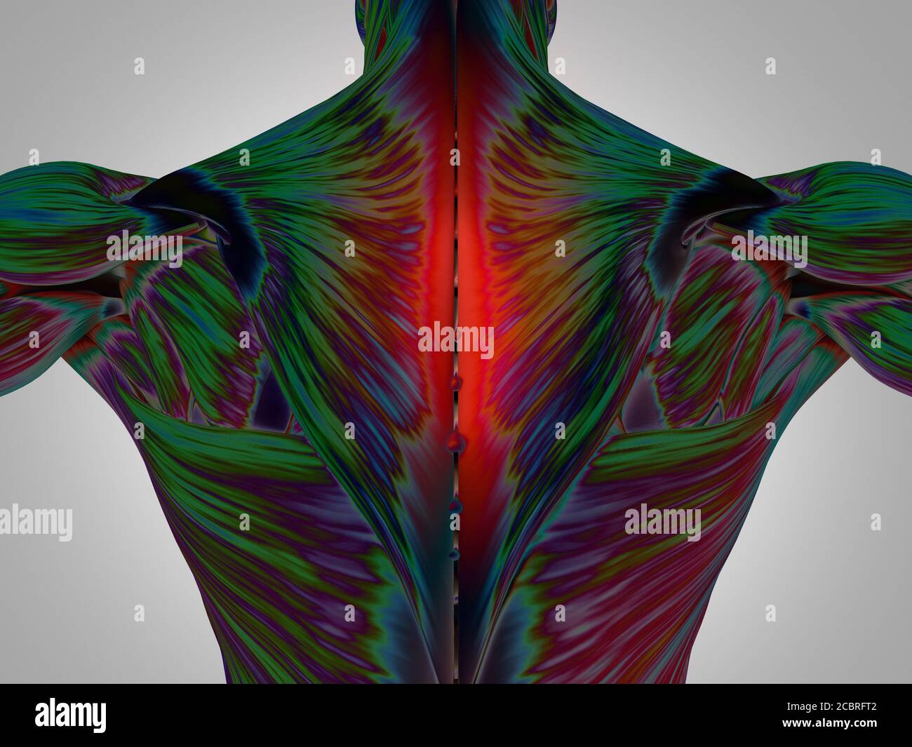 Human anatomy torso back muscles, pain left shoulder area. 3D ...