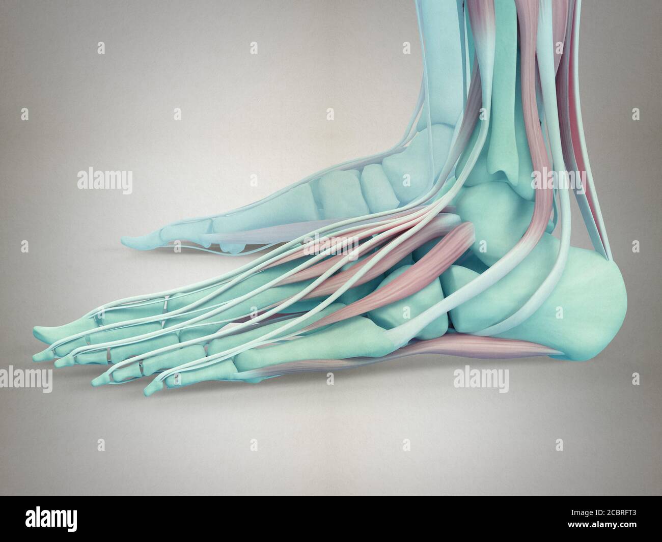Extensor muscles of foot hi-res stock photography and images - Alamy
