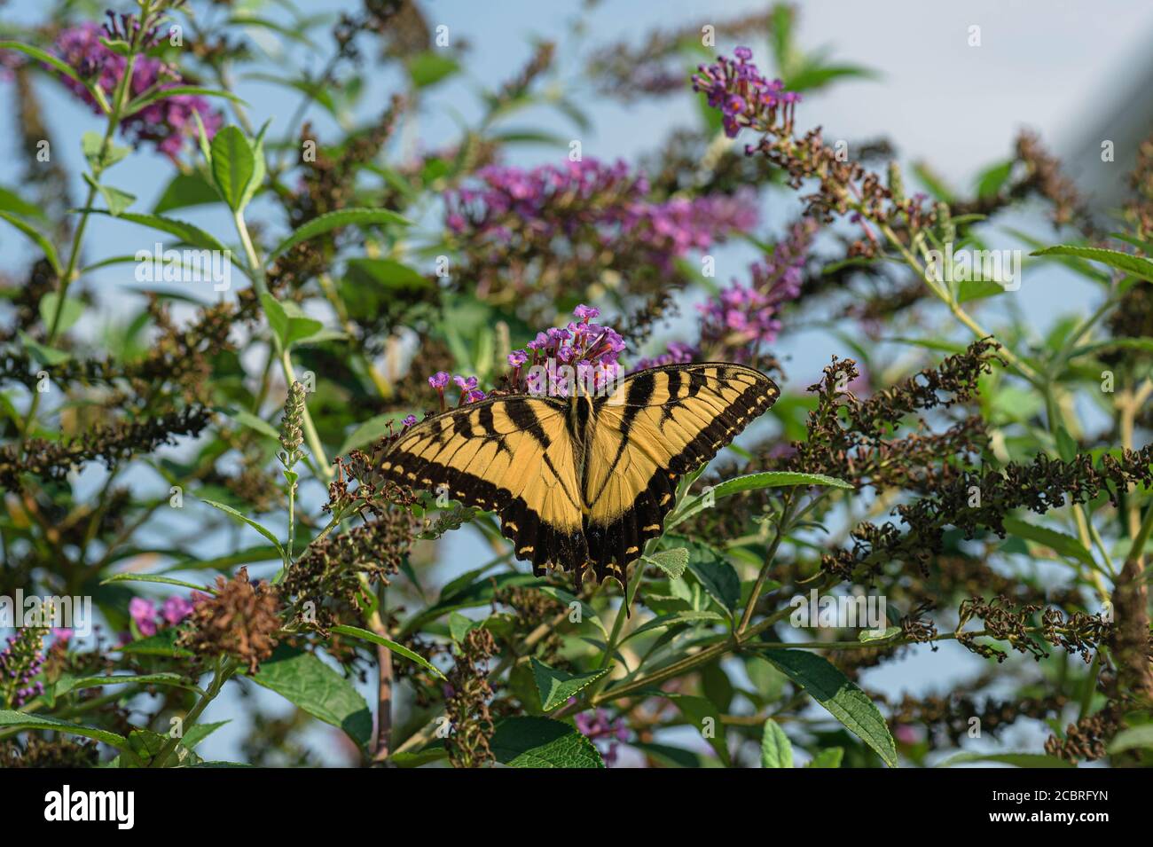 Purple milkweed hi-res stock photography and images - Alamy