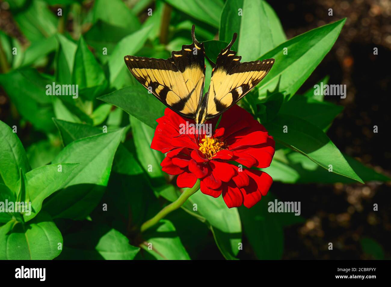 Red and yellow butterfly hi-res stock photography and images - Alamy