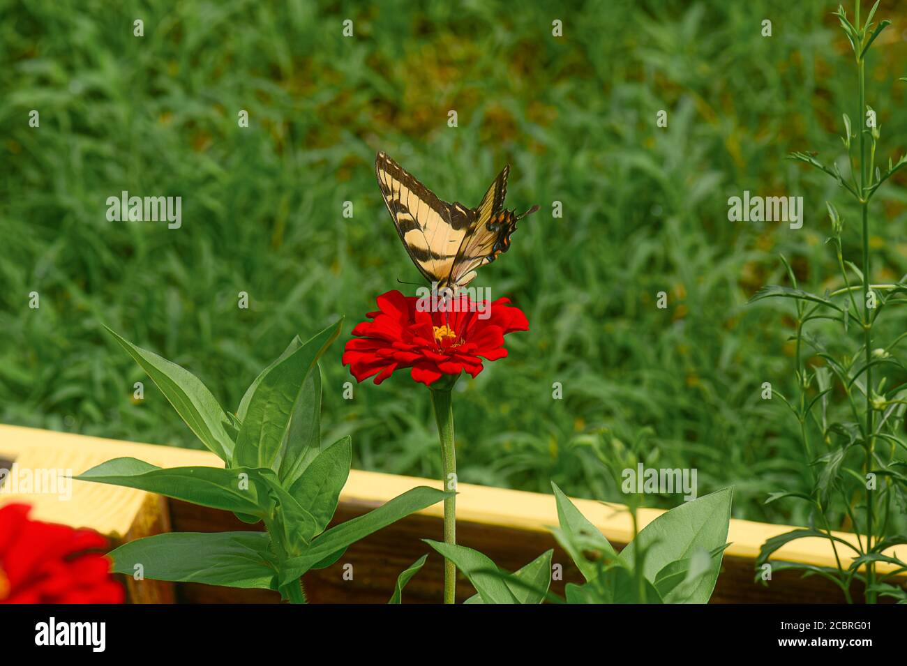 Red and yellow butterfly hi-res stock photography and images - Alamy
