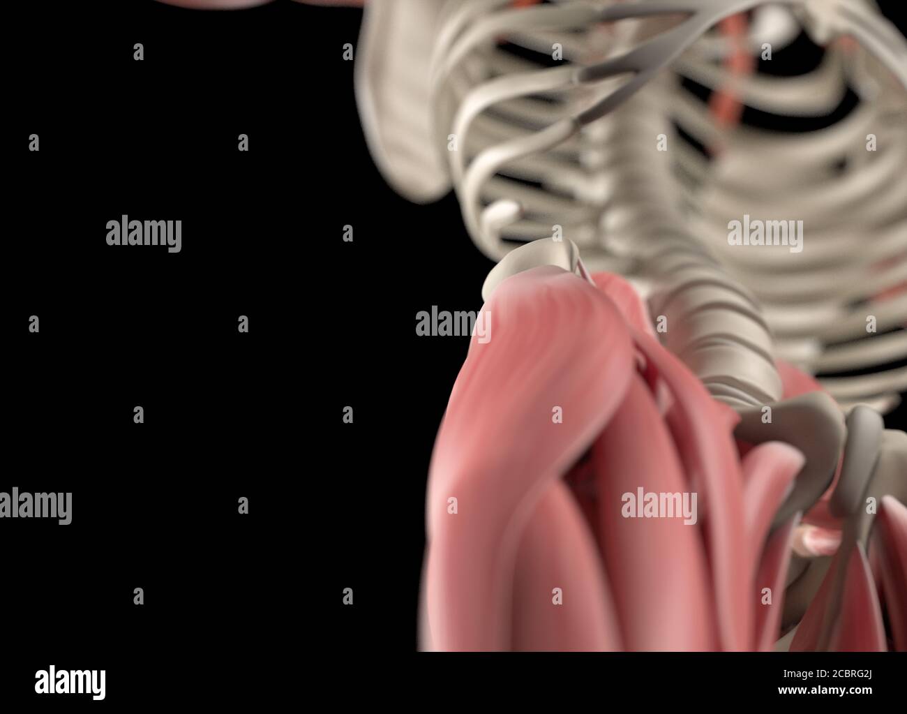 Anatomy illustration of human muscular system. 3d illustration Stock ...