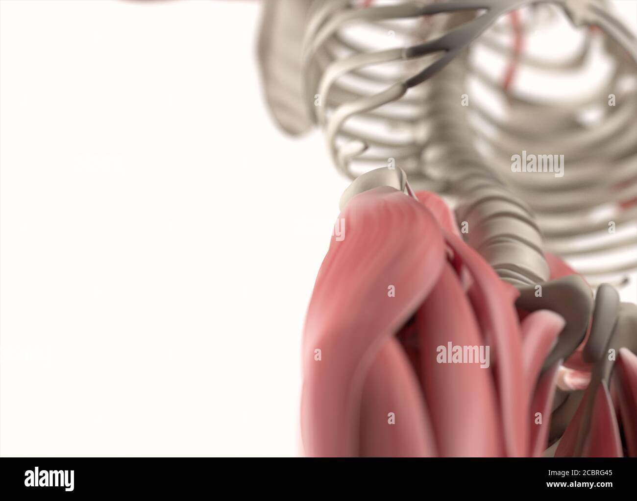 Anatomy illustration of human muscular system. 3d illustration Stock ...