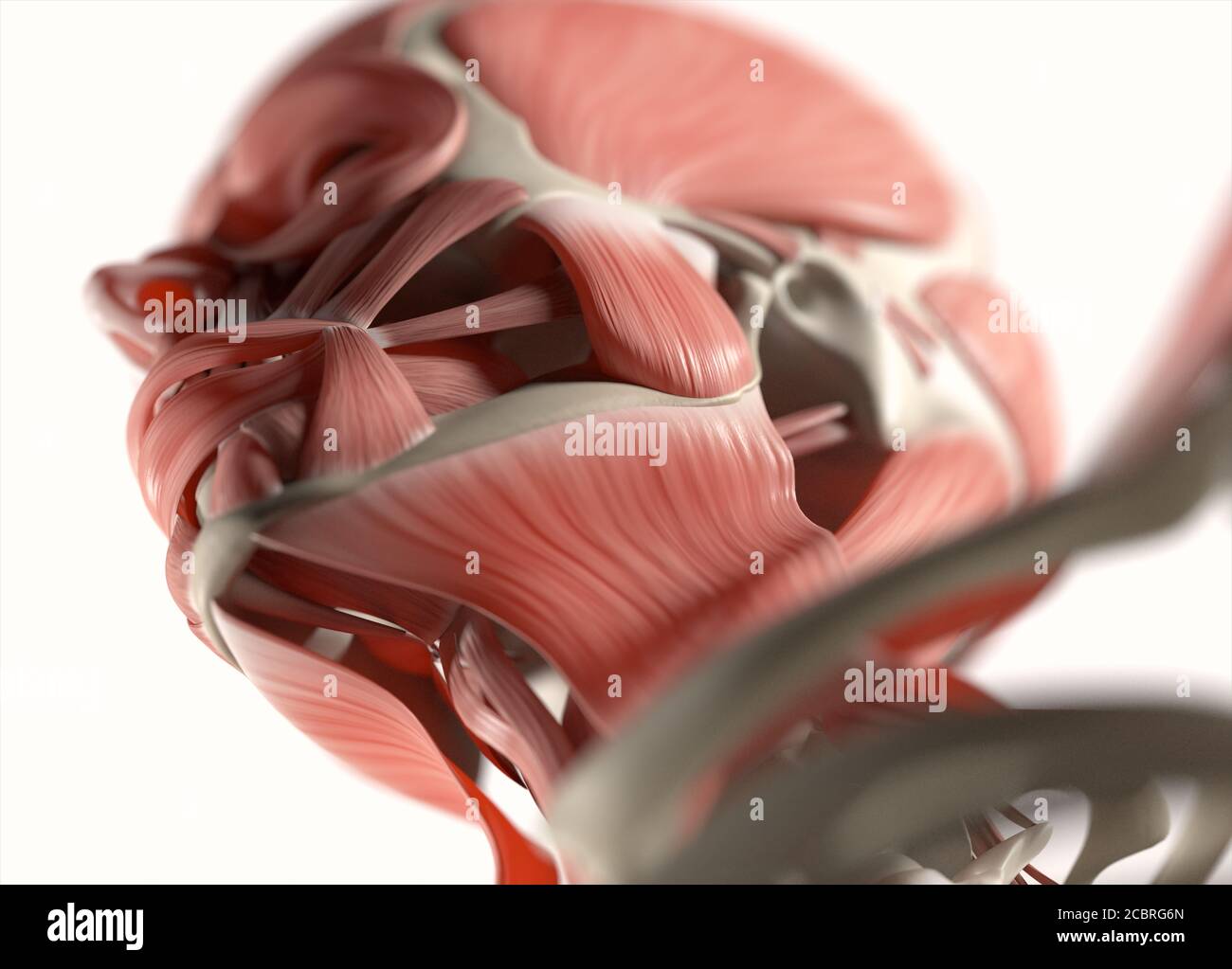 Anatomy illustration of human muscular system. 3d illustration. Head ...
