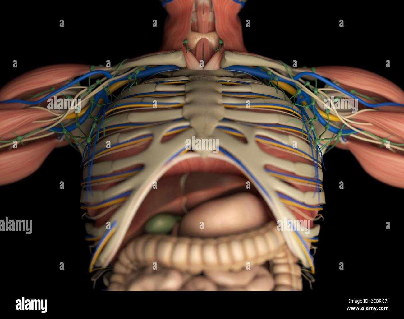 Human anatomy illustration of muscular, vascular and lymph systems ...