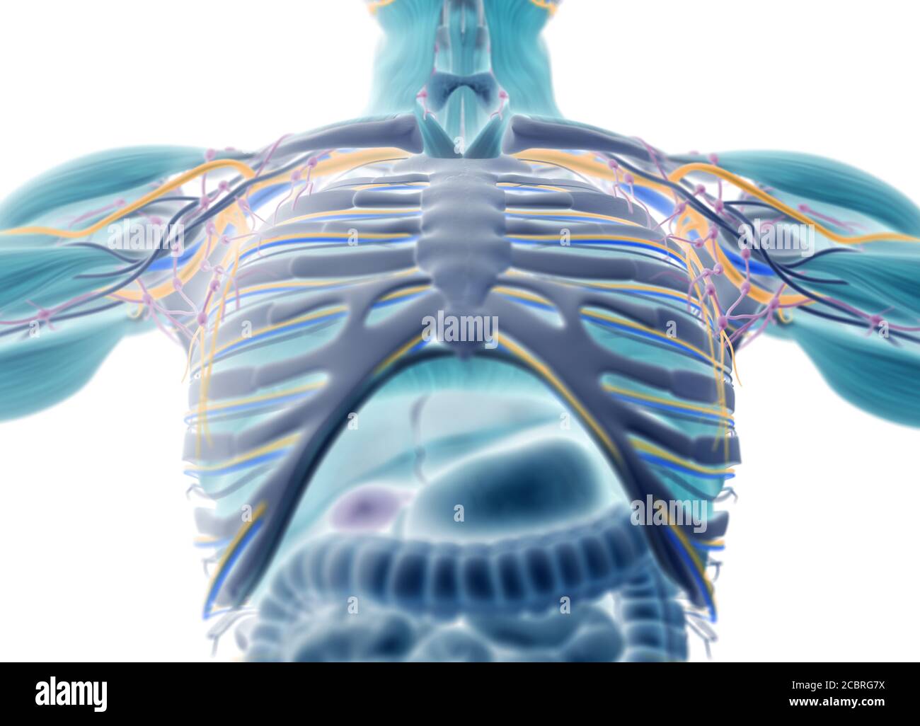 Human anatomy illustration of muscular, vascular and lymph systems ...