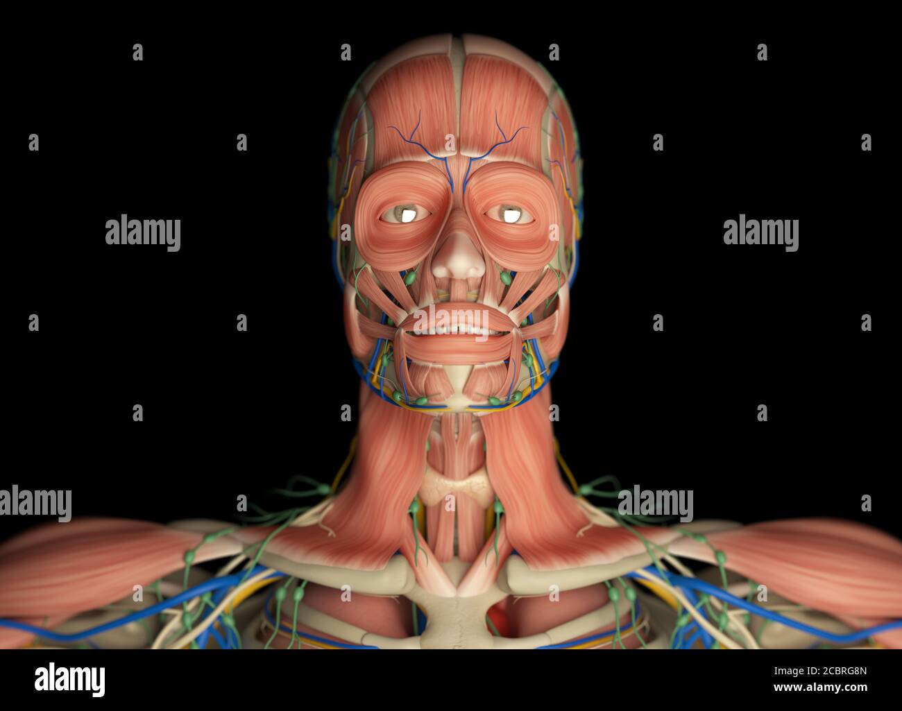 Human anatomy illustration of muscular, vascular and lymph systems ...