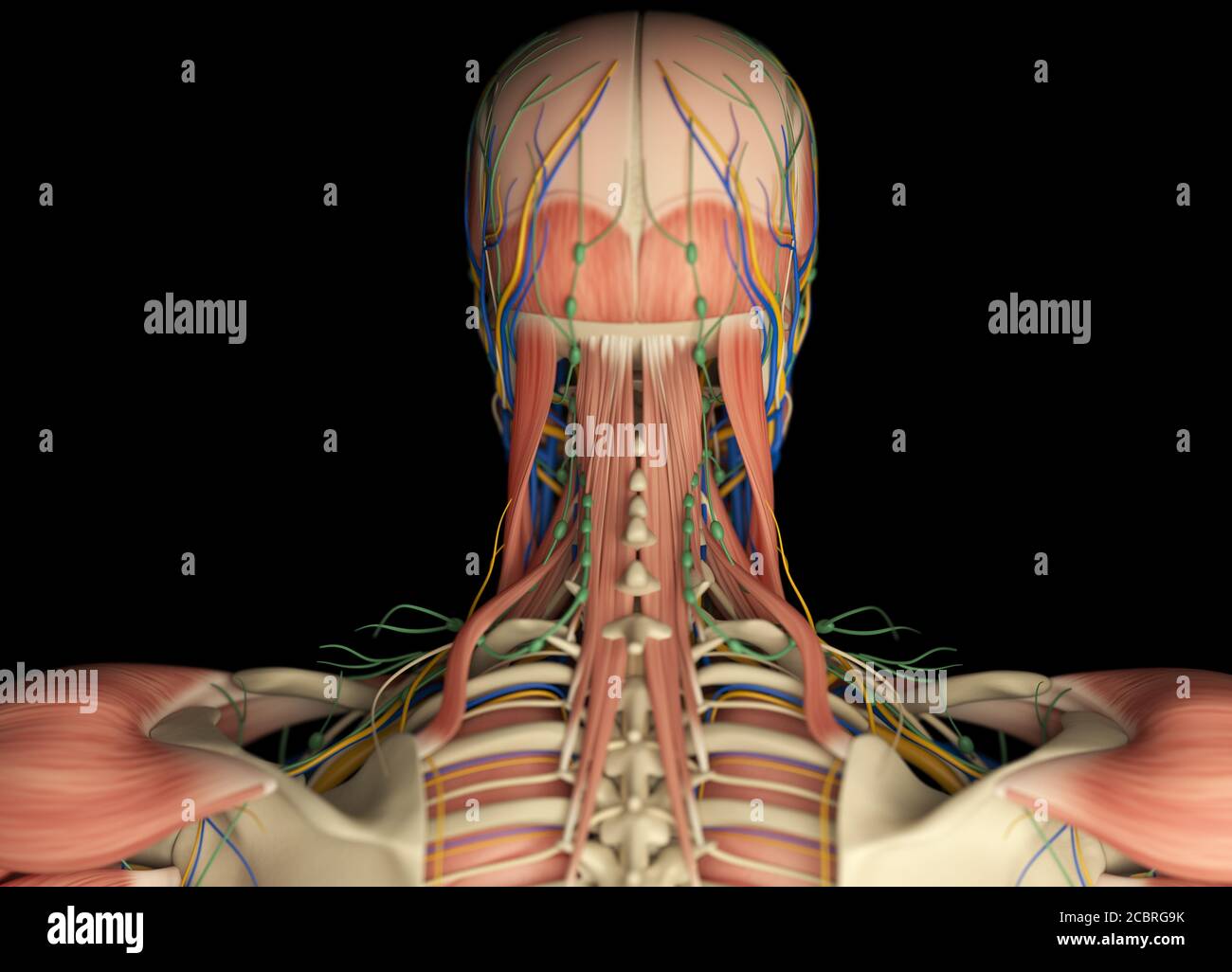 Human anatomy illustration of muscular, vascular and lymph systems ...