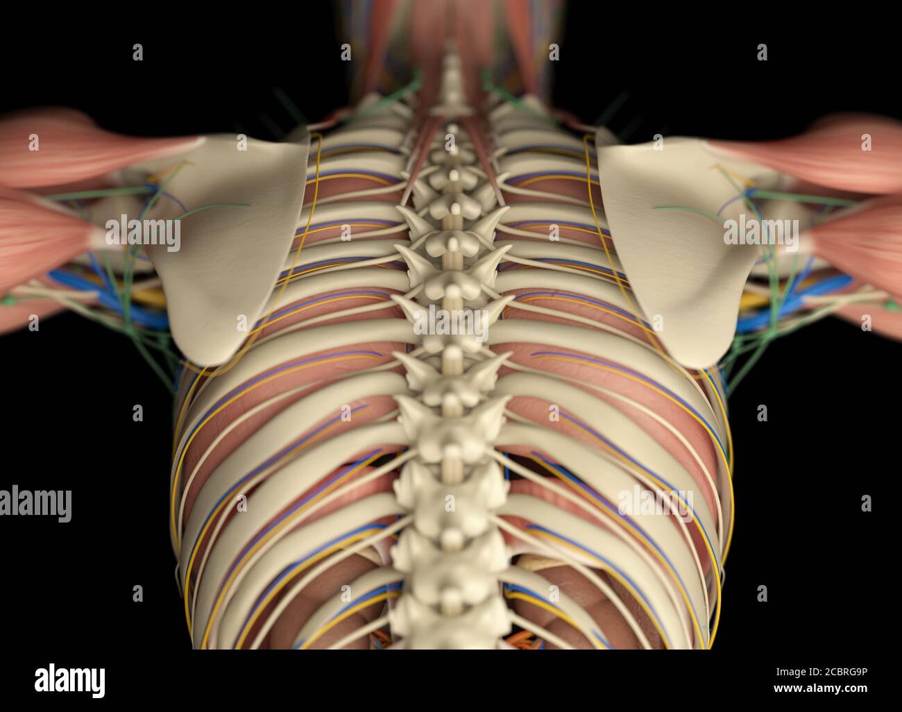 Human anatomy illustration of muscular, vascular and lymph systems ...