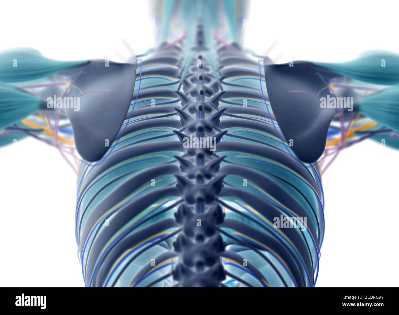 Human anatomy illustration of muscular, vascular and lymph systems ...