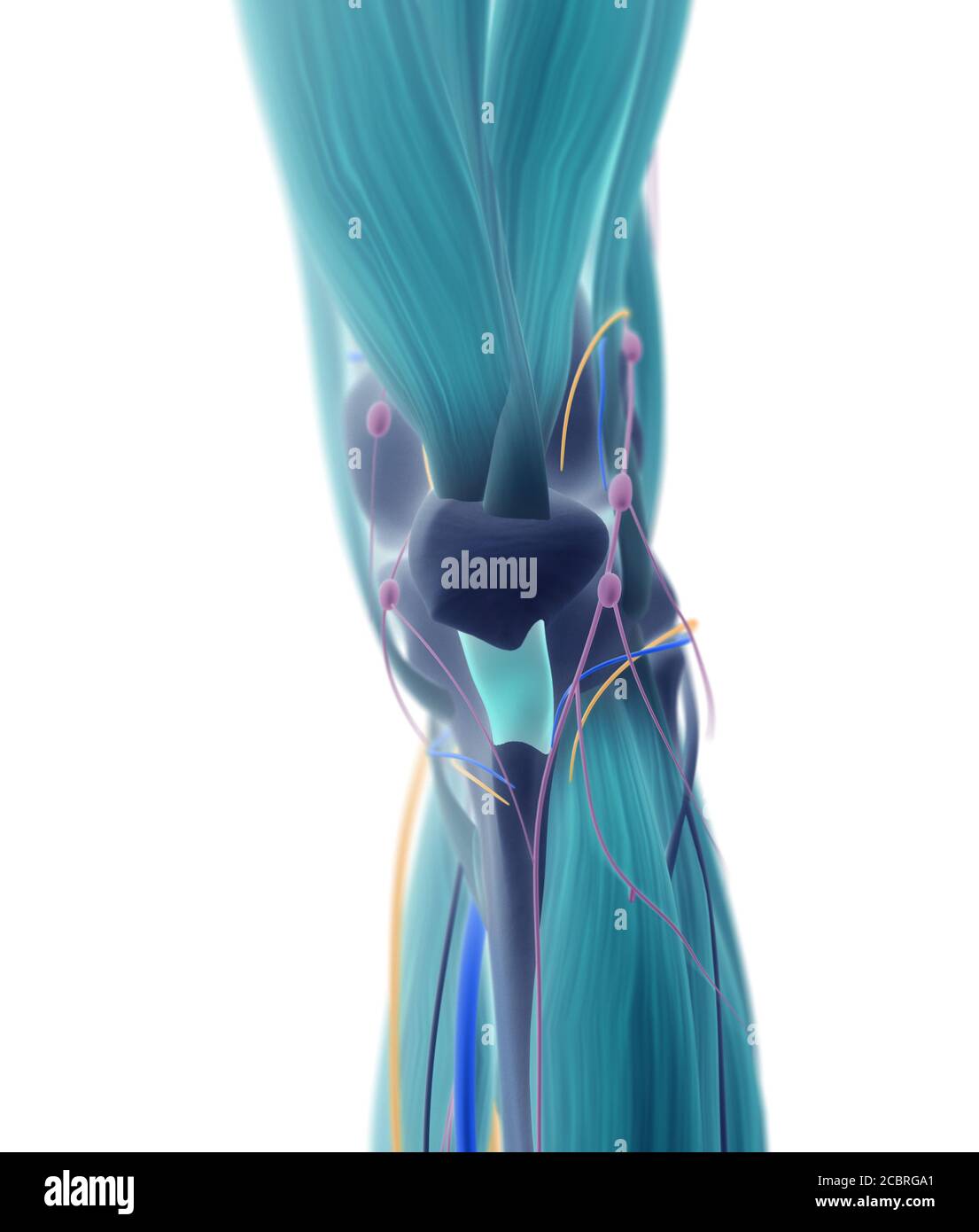 Human anatomy illustration of muscular, vascular and lymph systems ...