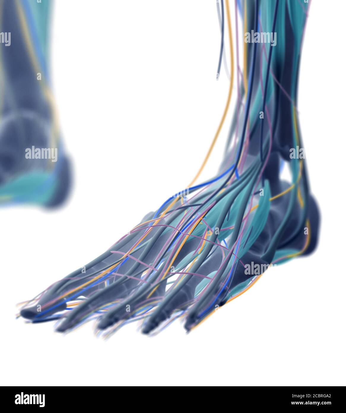 Human anatomy illustration of muscular, vascular and lymph systems ...