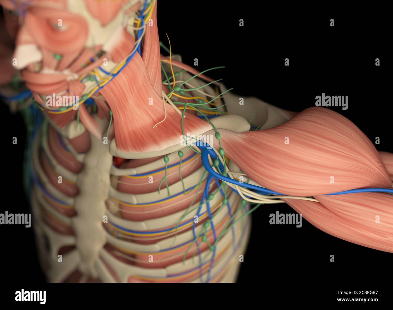 Human anatomy illustration of muscular, vascular and lymph systems ...