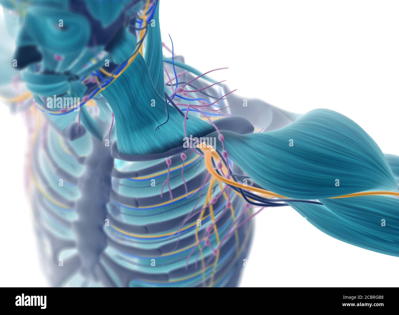 Human anatomy illustration of muscular, vascular and lymph systems ...