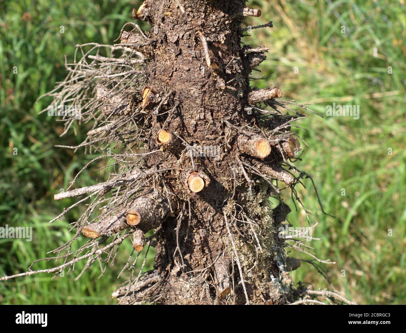 golden pendulum with red stone Stock Photo - Alamy