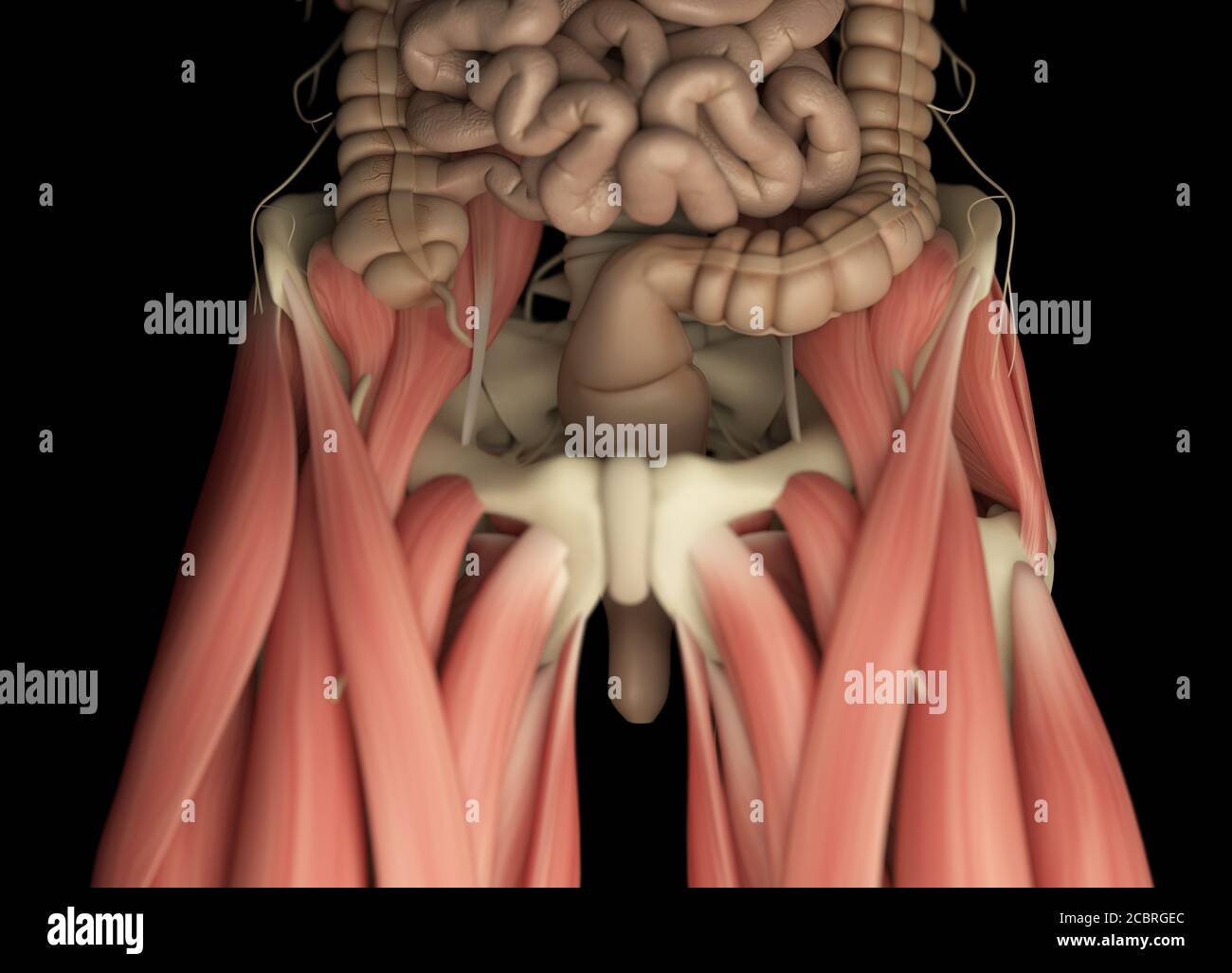 Human body muscle anatomy illustration.Pelvis Stock Photo - Alamy
