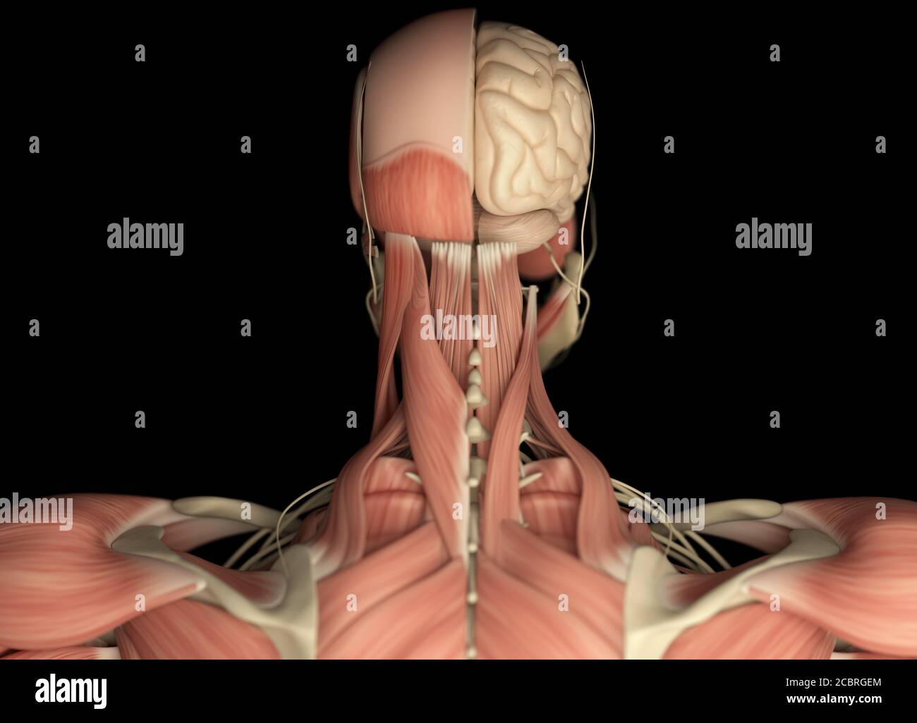 Human body muscle anatomy illustration. Neck, skull, brain Stock Photo ...