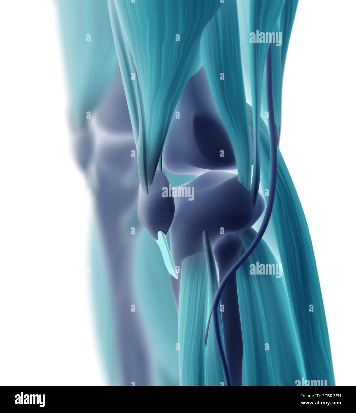 Human body muscle anatomy illustration. Knee Stock Photo - Alamy