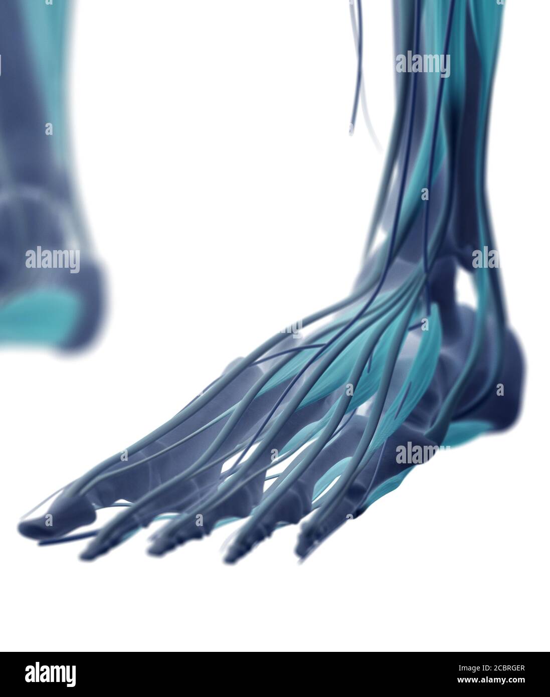 Muscle of the foot hi-res stock photography and images - Alamy