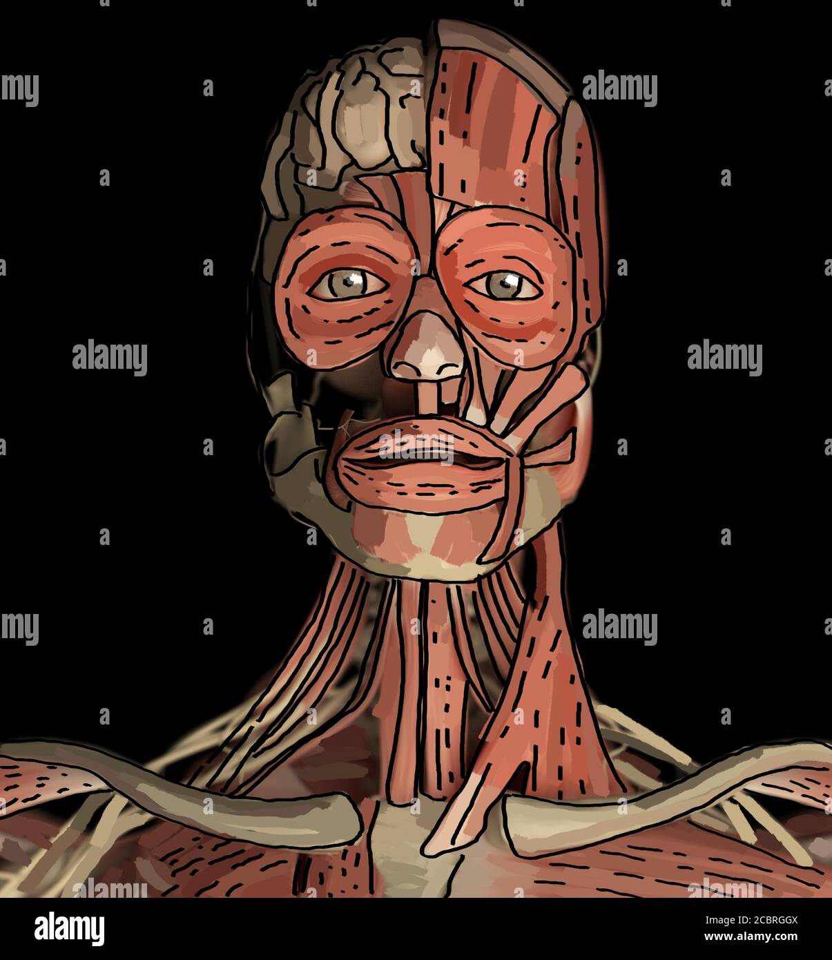 Anatomy concept illustration of human head, muscular system, skeletal ...