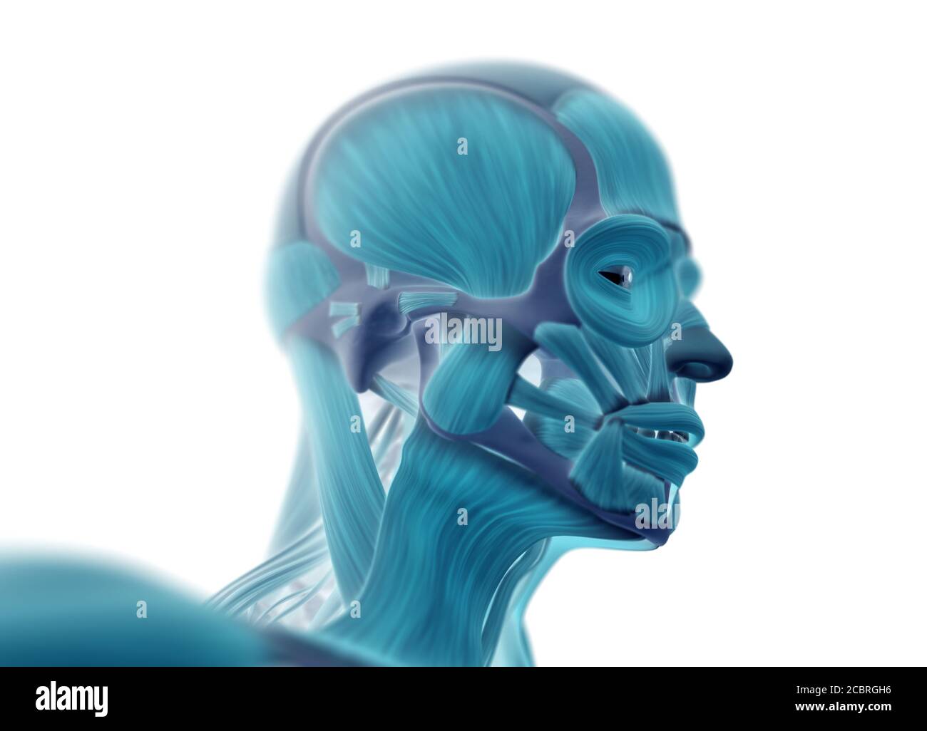 Human body muscle anatomy illustration. Head, skull, face Stock Photo ...