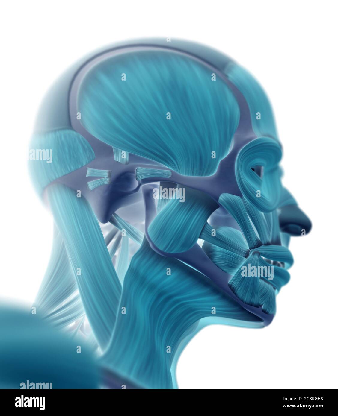 Human body muscle anatomy illustration. Head, skull, face Stock Photo ...