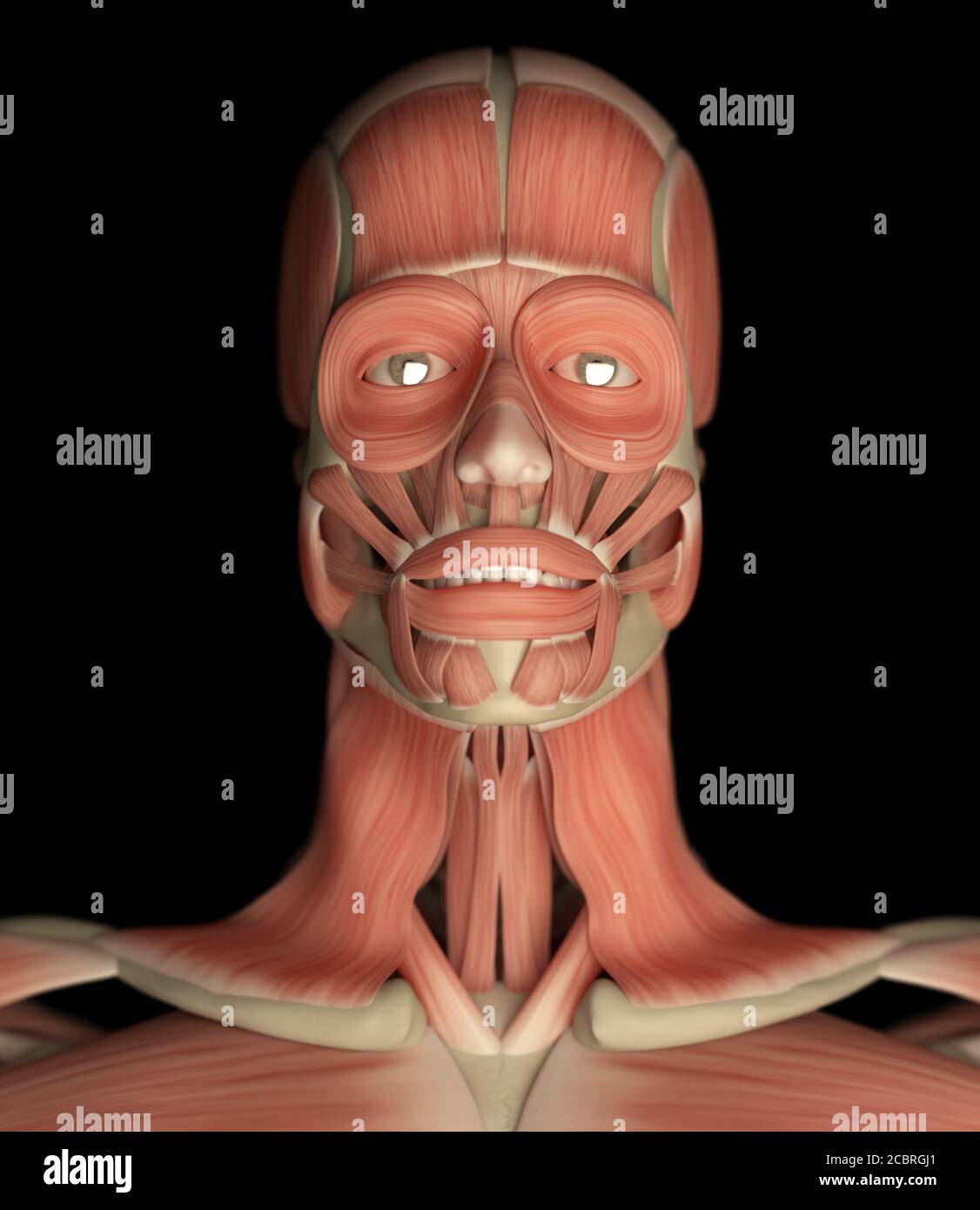 Human body muscle anatomy illustration. Head, skull, face Stock Photo ...