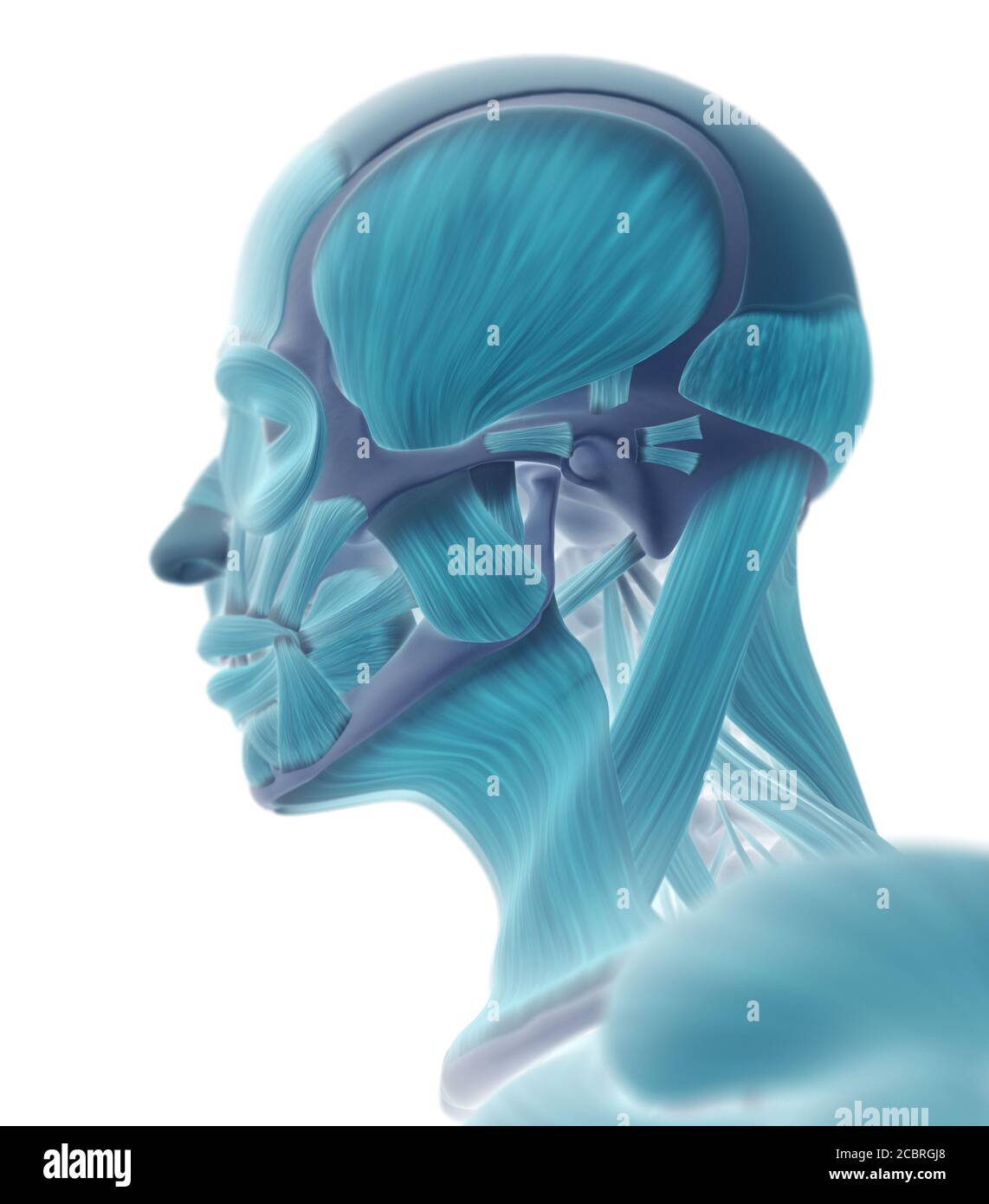 Human body muscle anatomy illustration. Head, skull, face Stock Photo ...