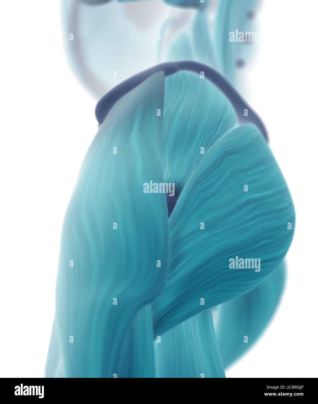 Human body muscle anatomy illustration Stock Photo - Alamy