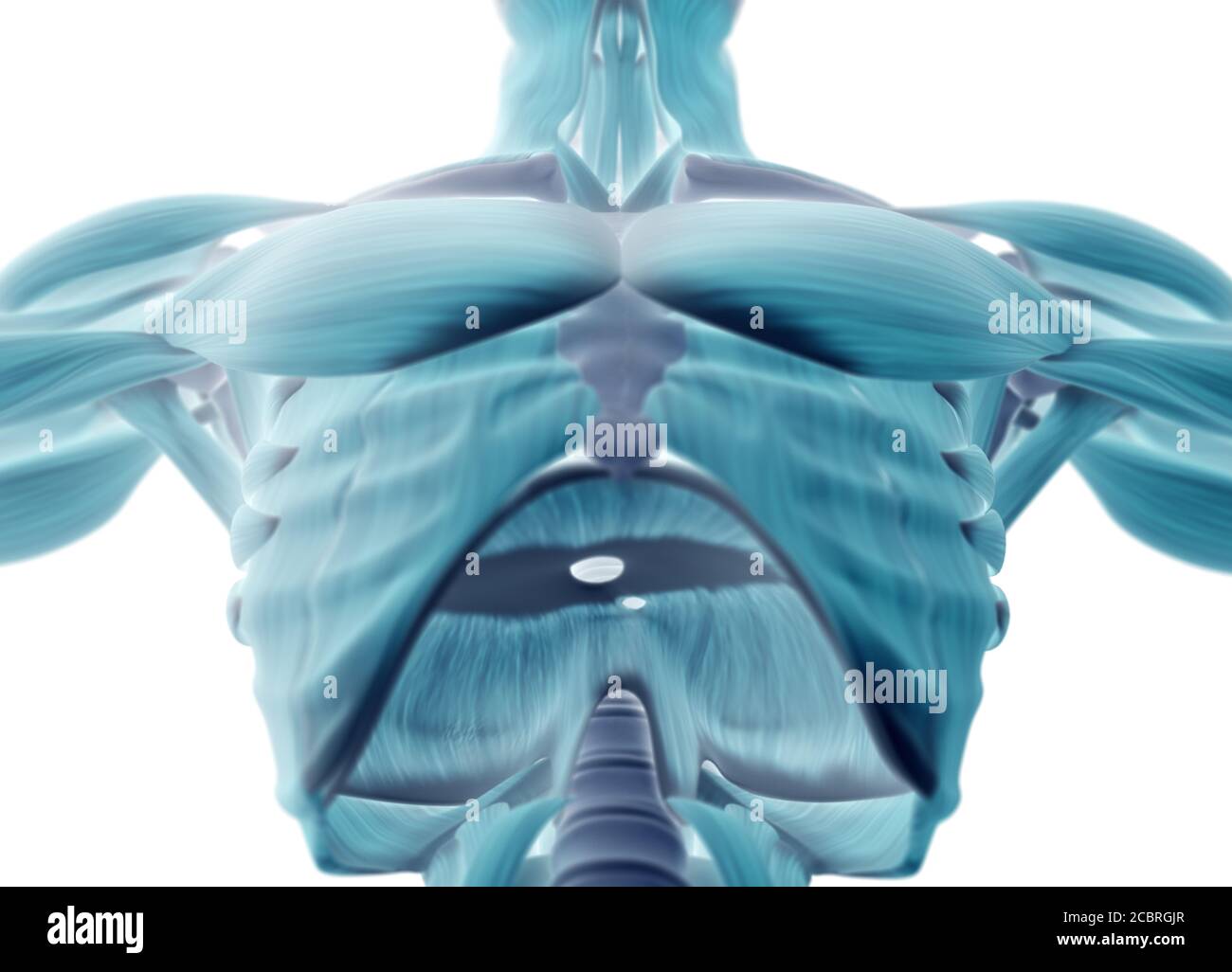 Human body muscle anatomy illustration. Chest, torso, pectorals Stock ...