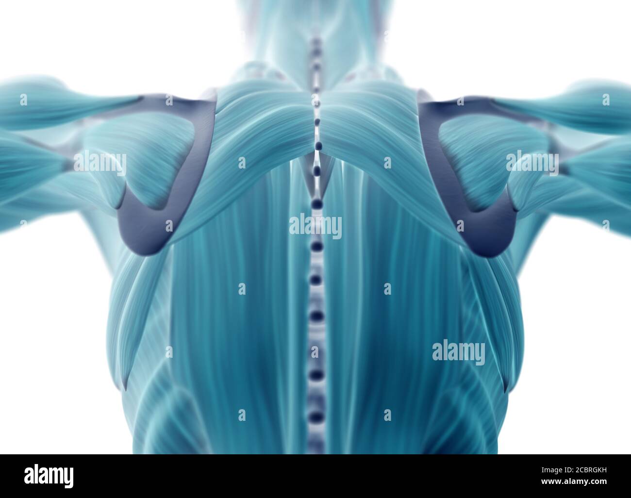 Human body muscle anatomy illustration. Back, spine, ribs Stock Photo ...