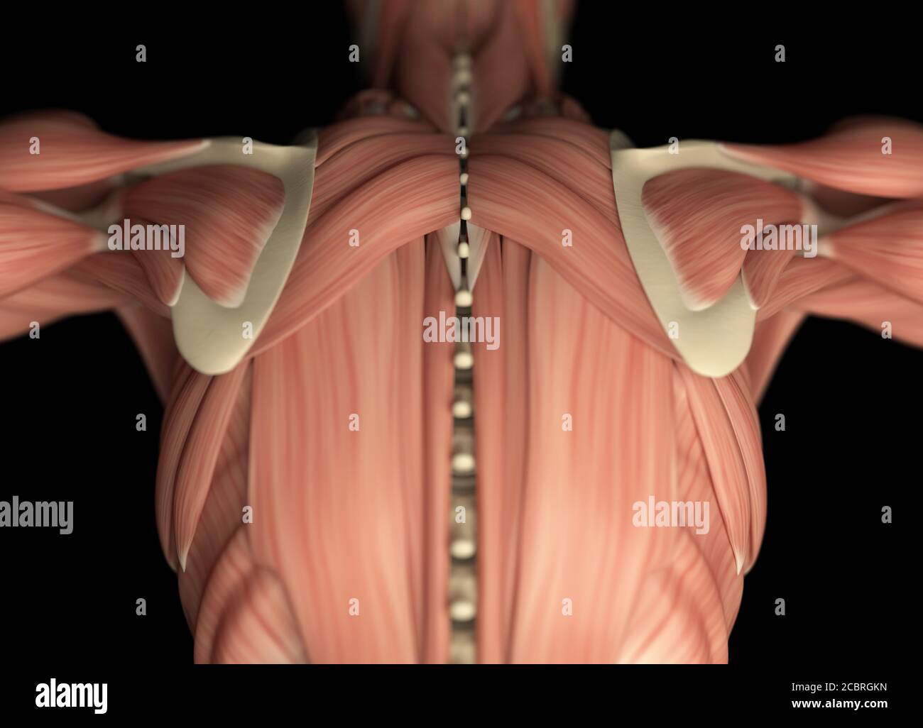Human body muscle anatomy illustration. Back, spine, ribs Stock Photo ...