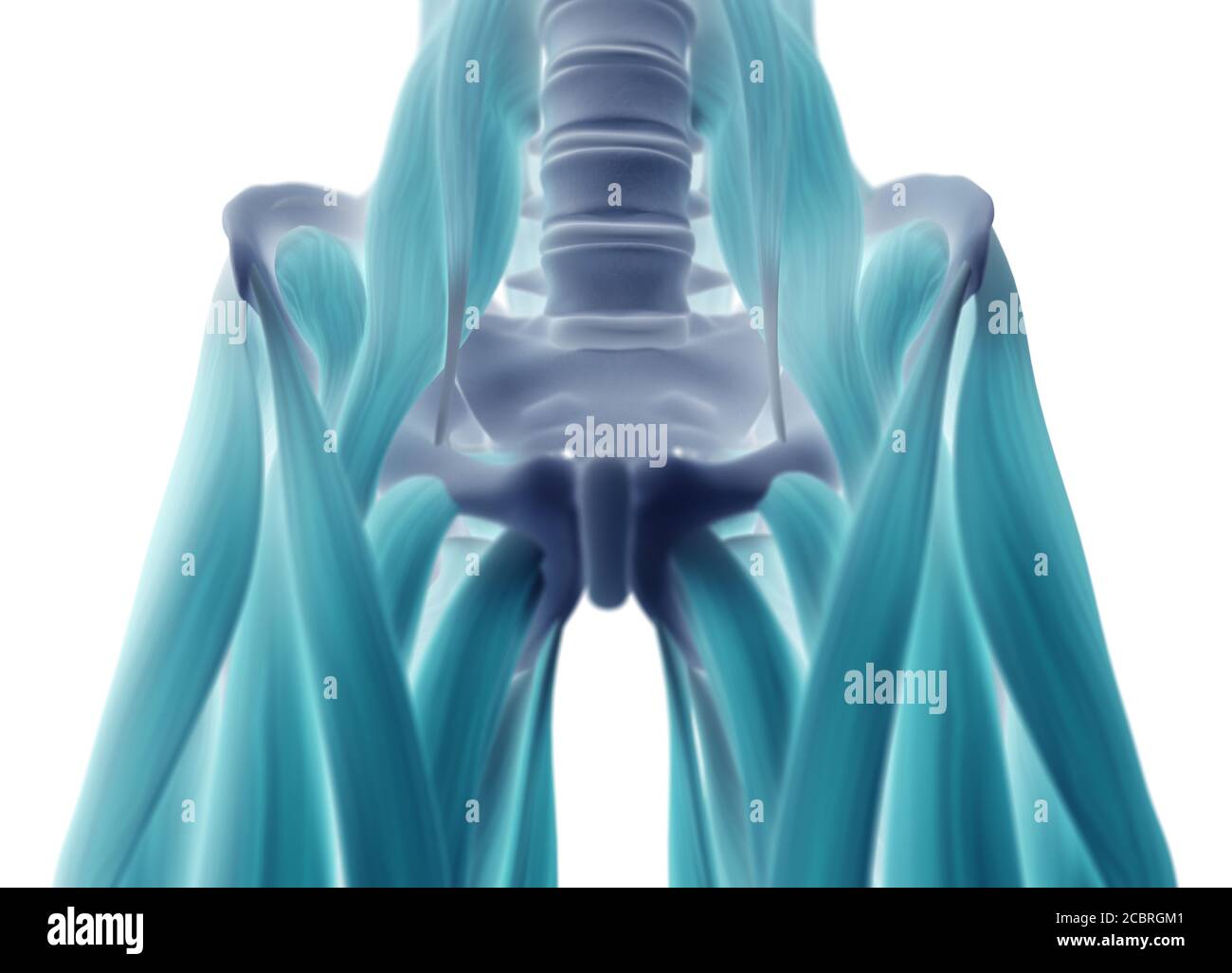 Human body muscle anatomy illustration. Pelvis Stock Photo - Alamy