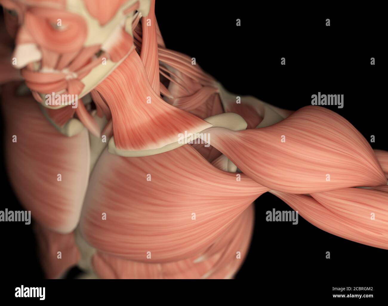 Human body muscle anatomy illustration. Shoulder, neck, pectoral Stock ...
