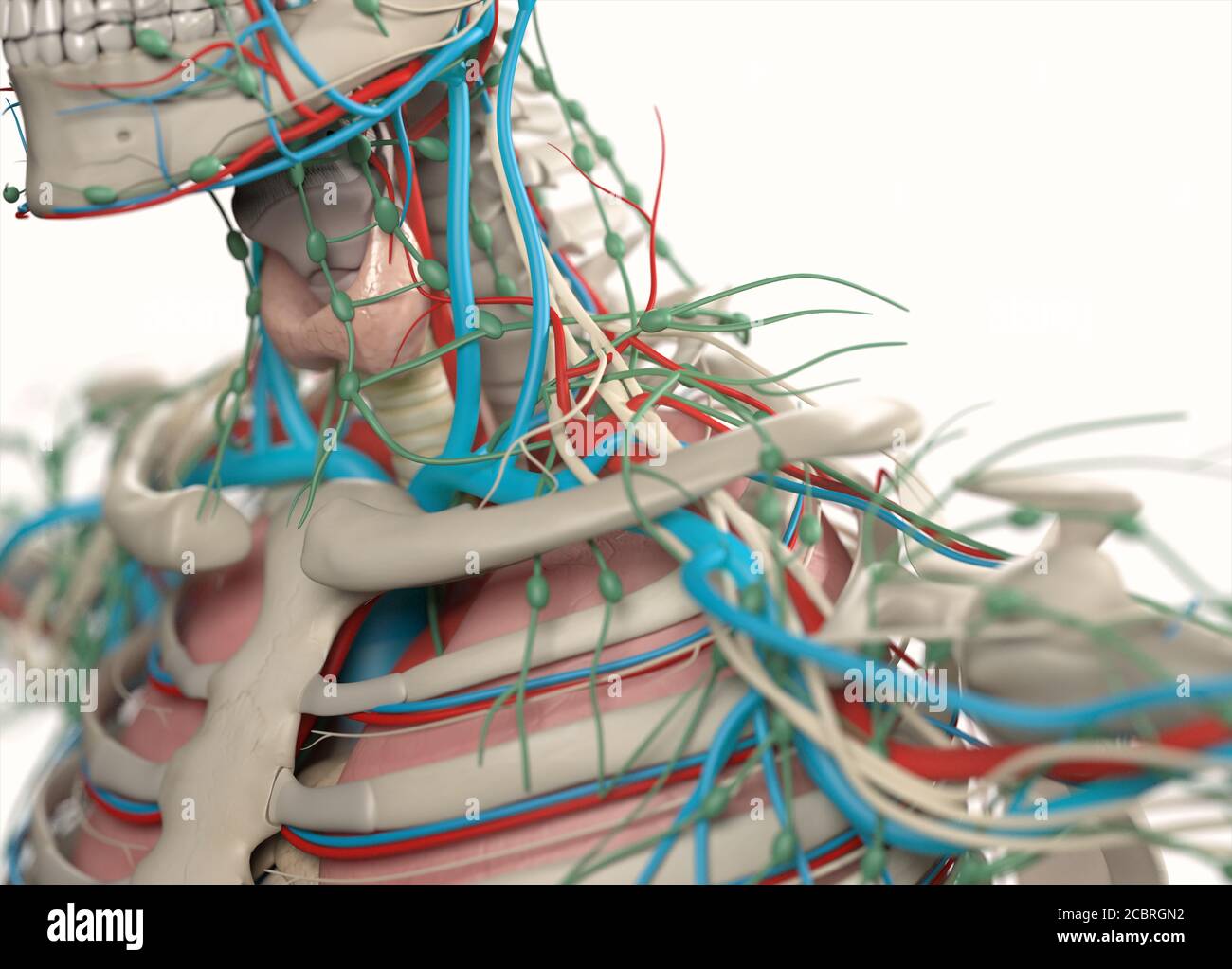 Anatomy illustration of human vascular system. Shoulders, neck, head ...