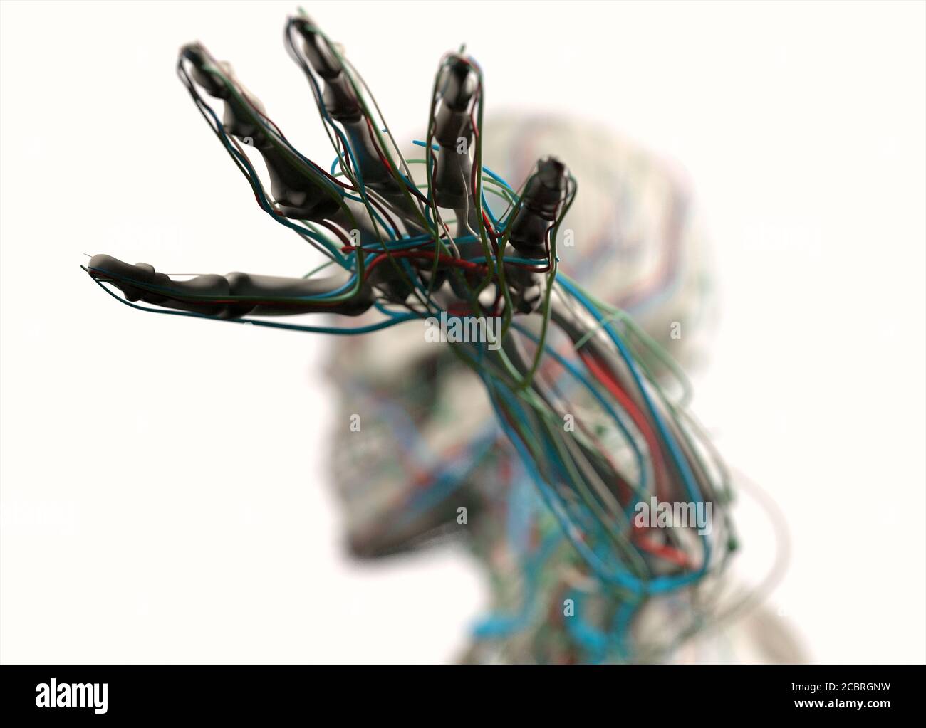 Anatomy illustration of human vascular system. Muscular, skeletal. 3D ...
