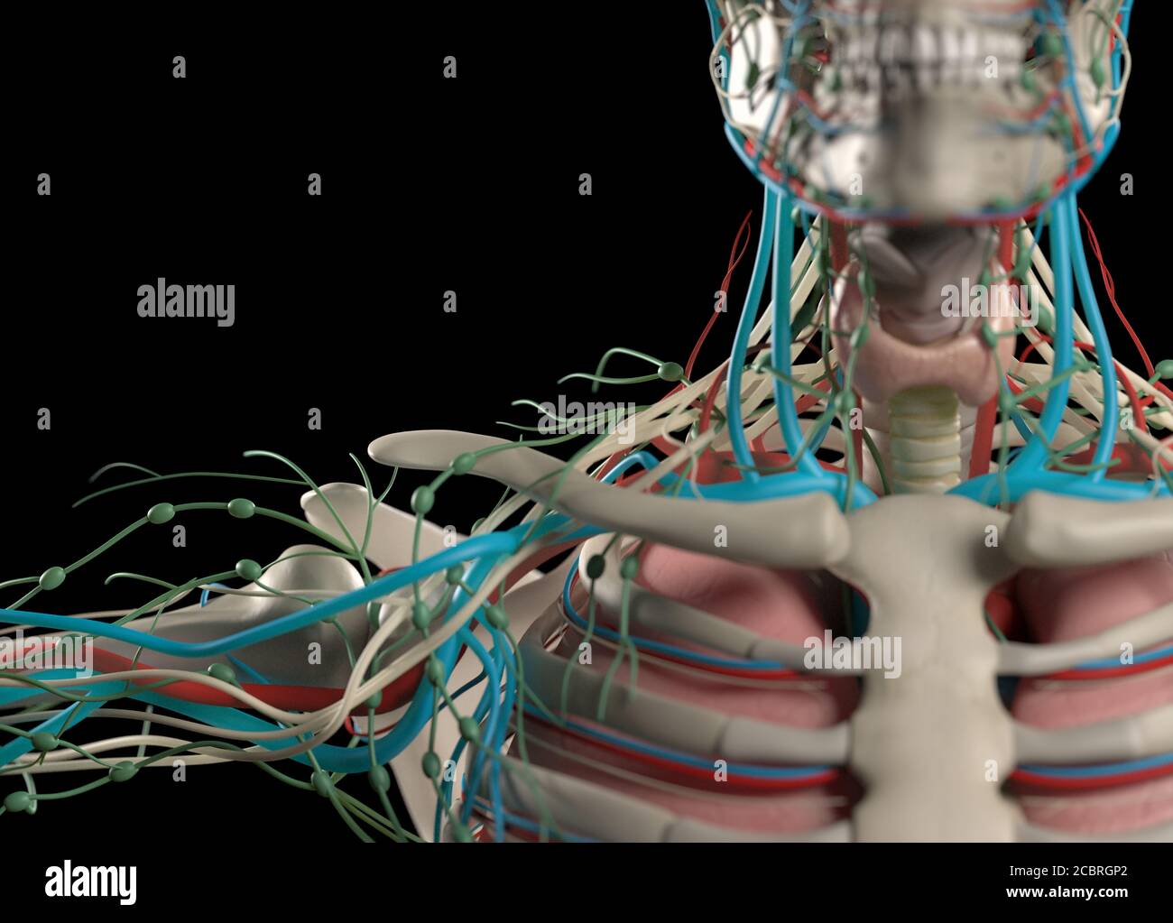 Anatomy illustration of human vascular system. Muscular, skeletal. Neck ...