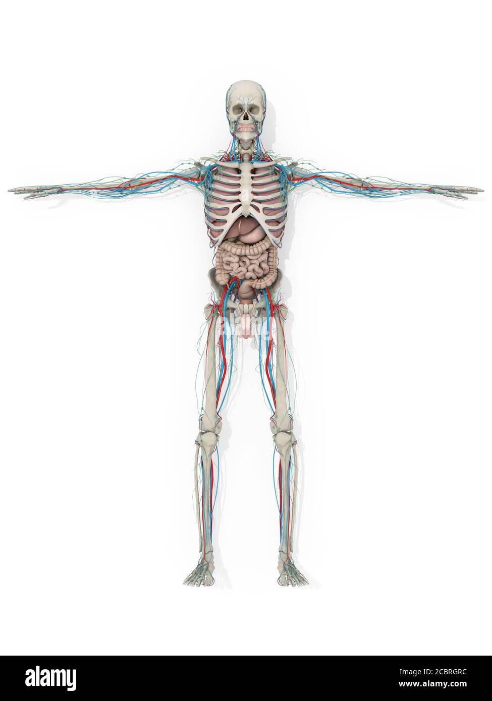 Human anatomy skeleton and vascular system medical illustration, 3d ...