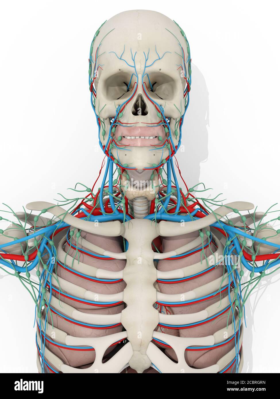 Human anatomy skeleton and vascular system medical illustration, 3d ...