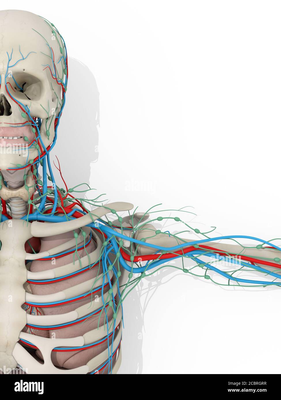 Human neck vascular system hi-res stock photography and images - Alamy