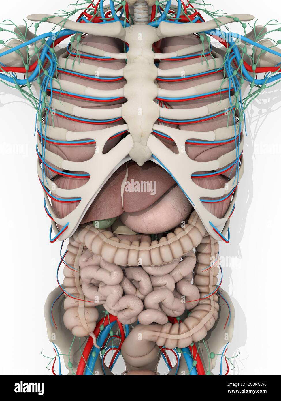 Human anatomy skeleton and vascular system medical illustration, 3d ...