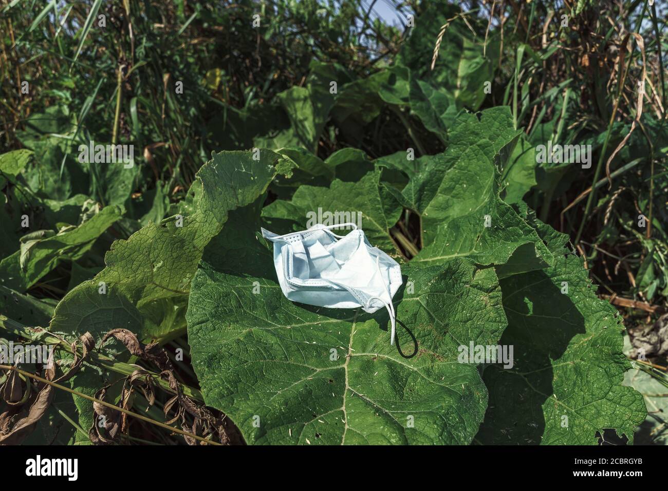 used disposable mask on large leaves of the plant outdoors. the problem ...