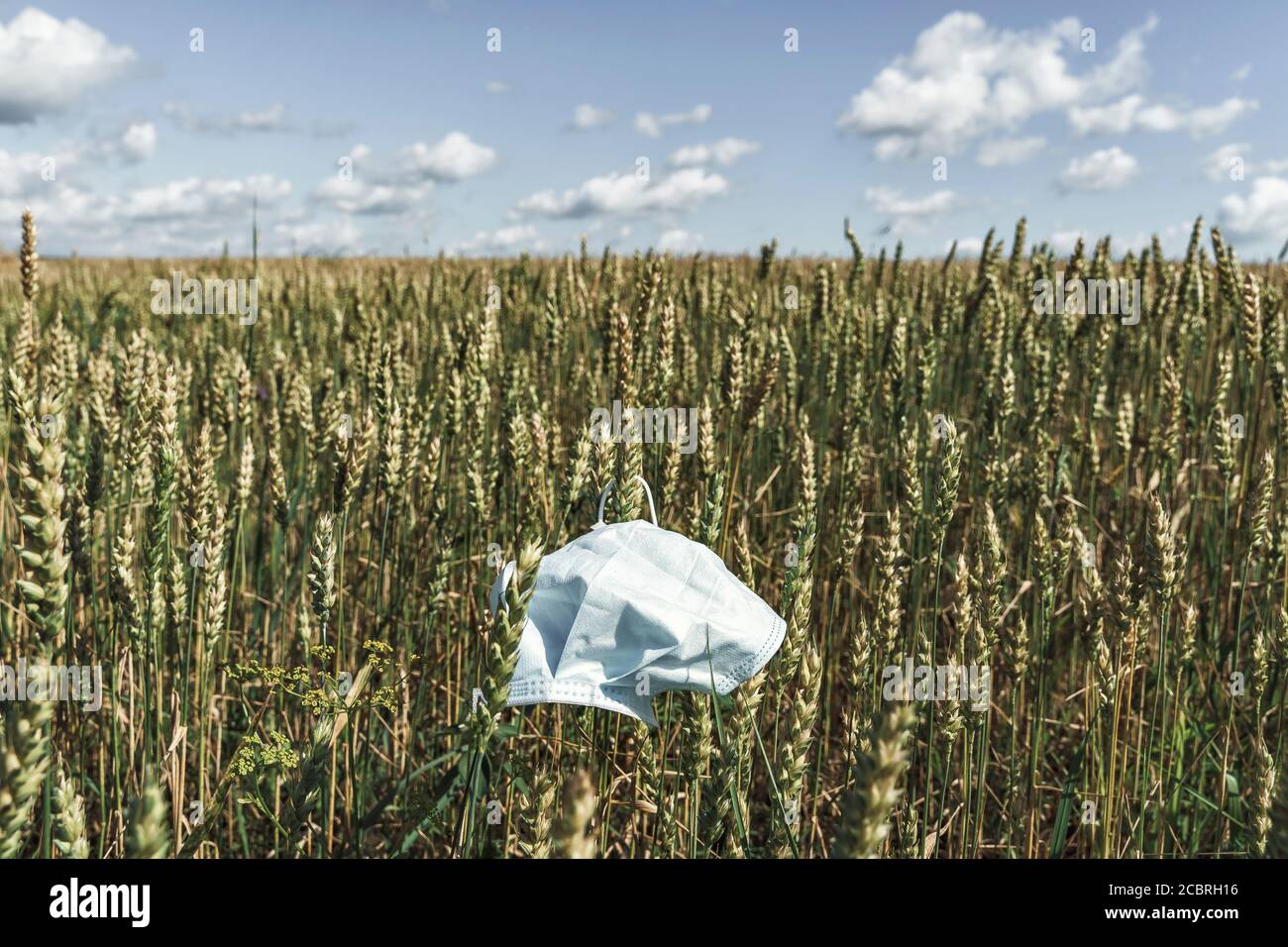 used disposable mask farm field with barley. the problem of disposing ...