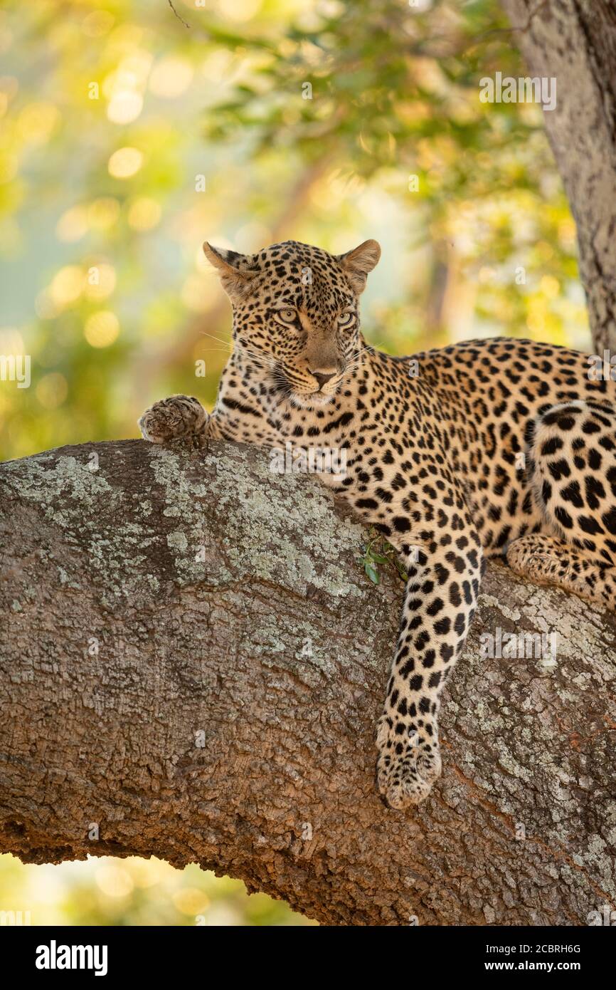 Adult beautiful leopard lying on a thick branch of a tree in Kruger ...