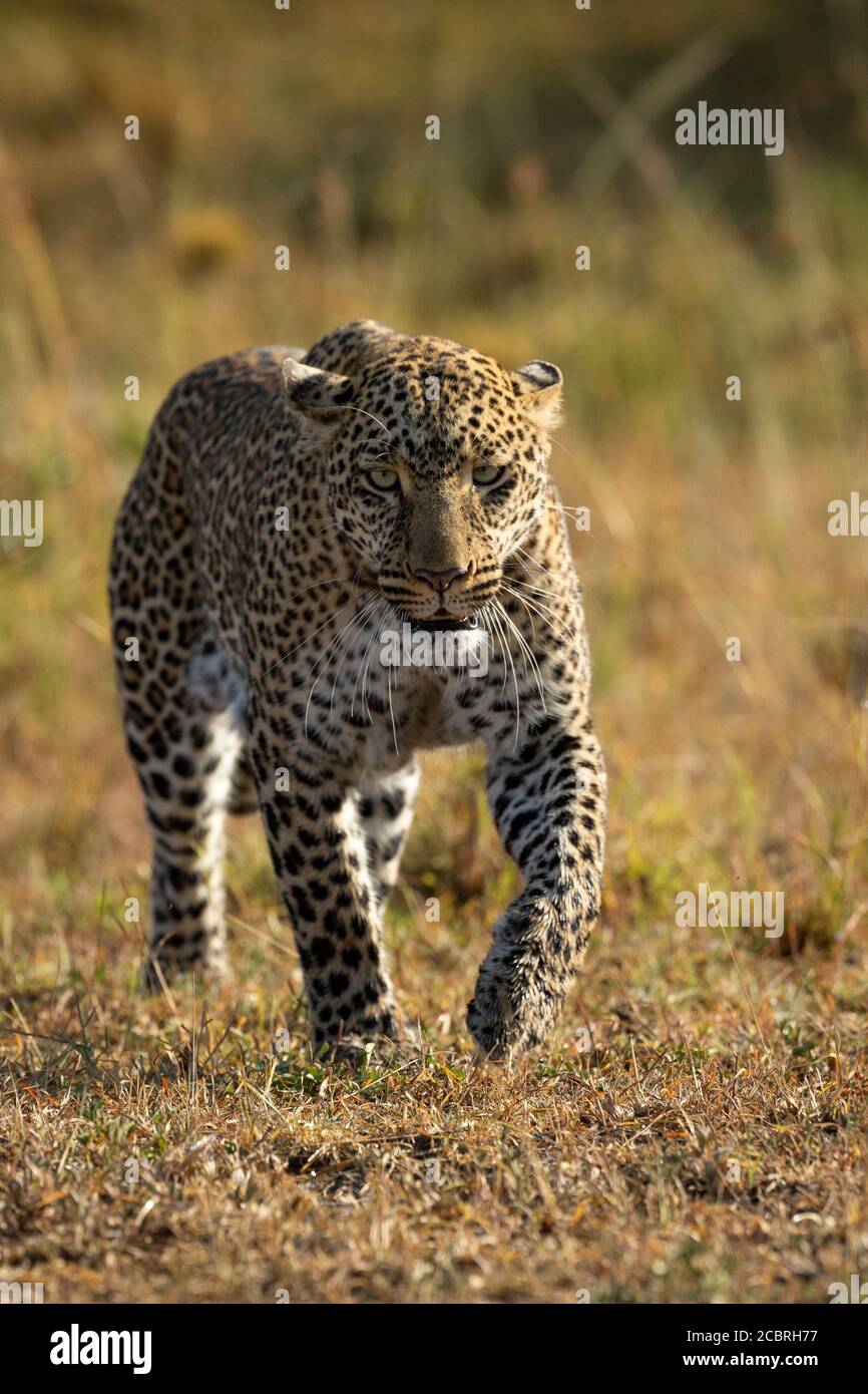 Adult leopard head on portrait walking towards camera in golden yellow ...