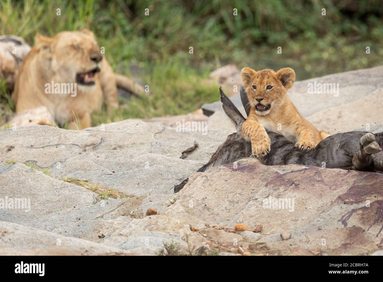 Lion cub pinning down a dead wildebeest holding it down with claws in ...